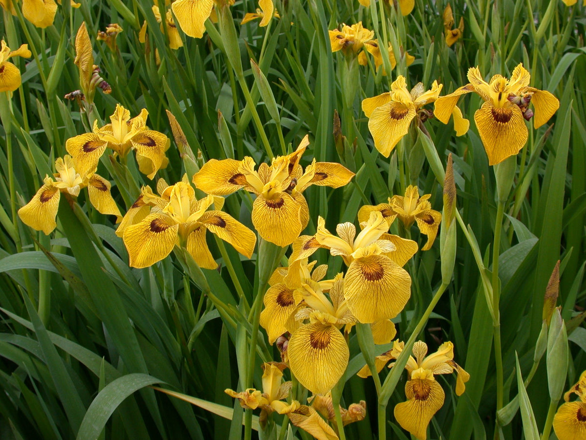 Iris "Roy Davidson" – Pond Plants of Eugene