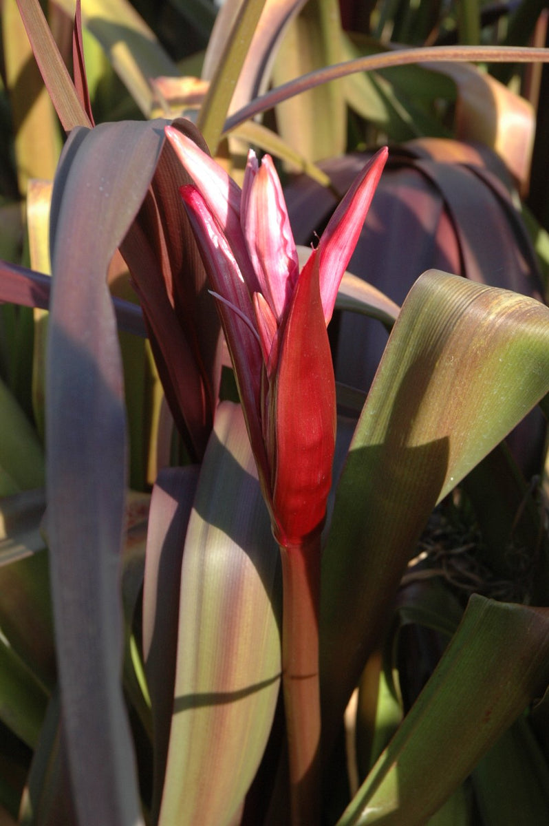 Crinum Menehume (Red Leaf Bog Lily) – Pond Plants of Eugene