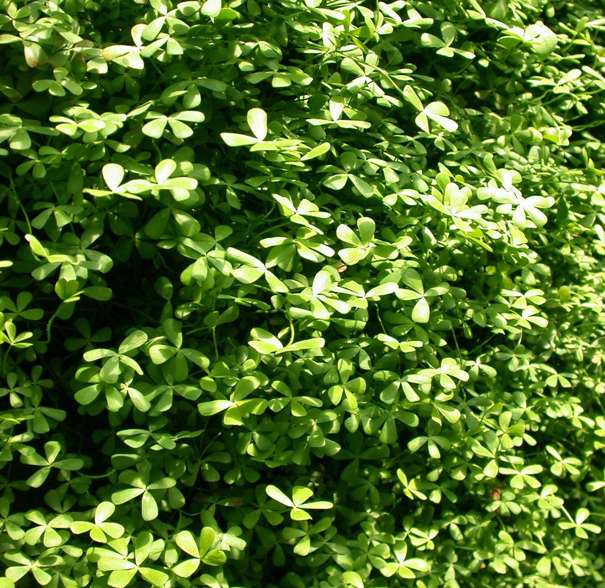 Marsilia minima "Miniature clover" – Pond Plants of Eugene