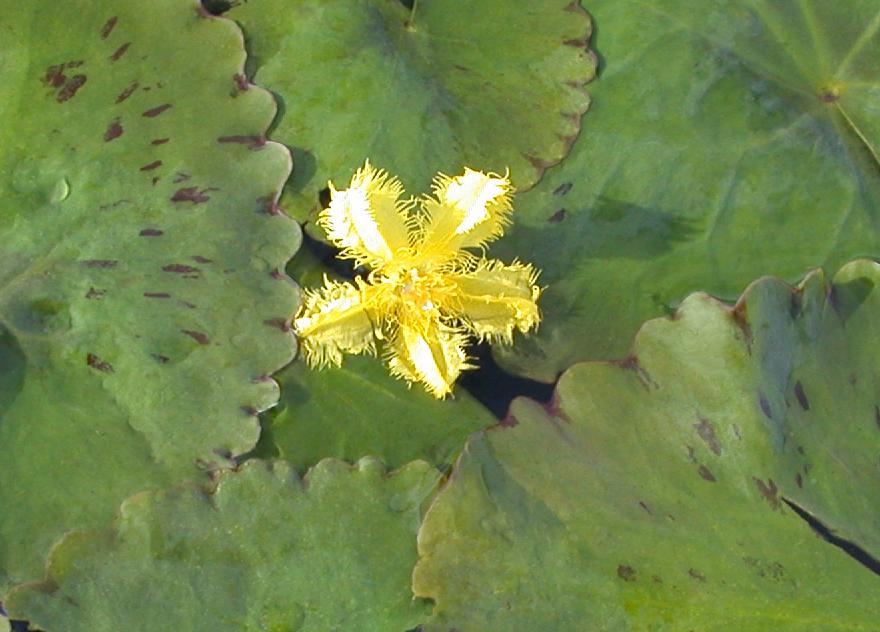 Nymphoides Crenata "Ruffled Snowflake" – Pond Plants of Eugene