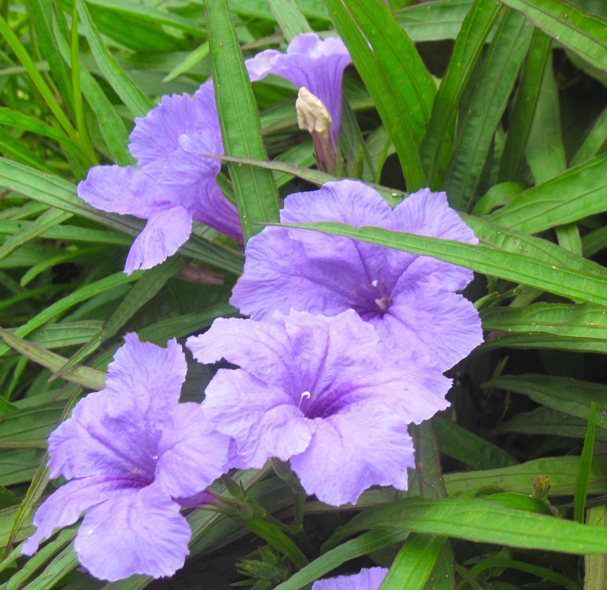 Ruellia brittoniana "Kaite" (Dwarf Blue Bells) – Pond Plants of Eugene