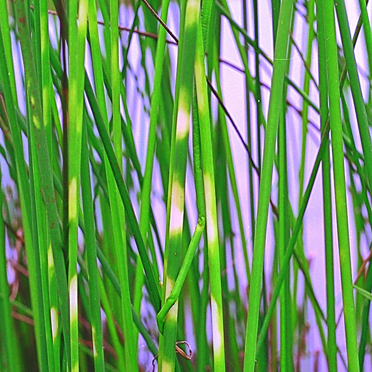 Scirpus 'Zibrinus' (Zebra Rush) – Pond Plants of Eugene