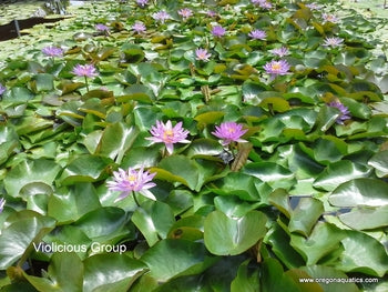 Violicious, (Hybrid) Hardy-Tropical Lily – Pond Plants of Eugene